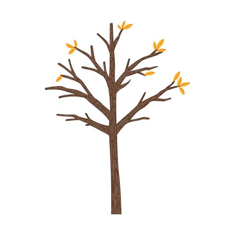 Tree Training Large Shrubs Elgin Nursery And Tree Farm Phoenix Az