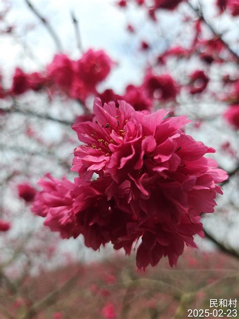 騎車環島趣 天氣冷 還是一樣要騎車 半天岩 賞花趣 老松牛肉麵 吃中到