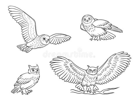 Dibujo Realista De Los Búhos Y De Las Gafas De Sol Ilustración Del