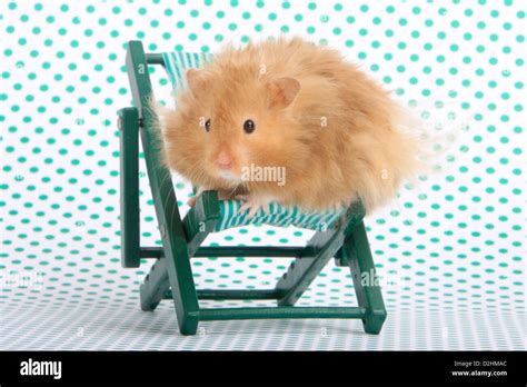Polar Bear Hamster