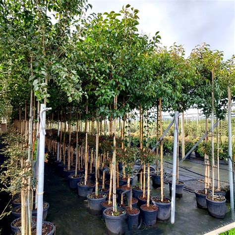 Ligustrum Japonicum Japanese Privet Ornamental Trees