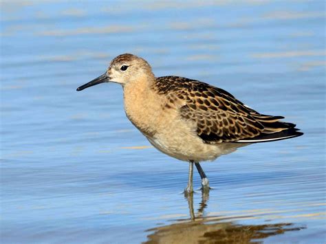 The Ruff Bird