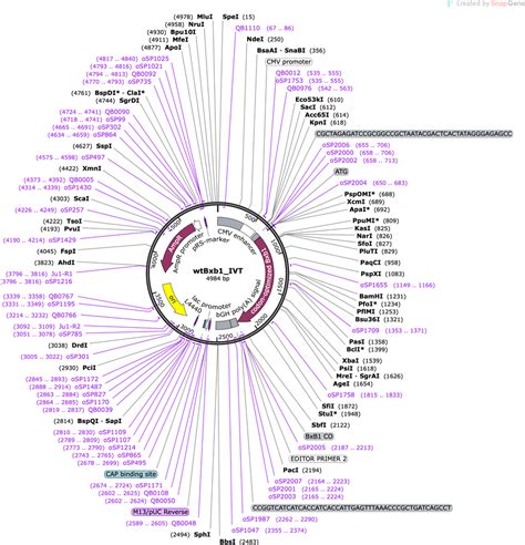 Addgene Wtbxb1ivt Addgene Wtbxb1ivt