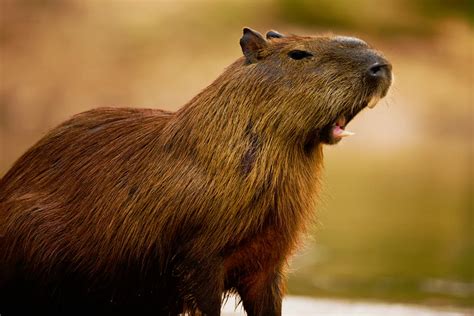 Capybara Size Woman Raises Rodent Of Unusual Size