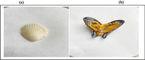 Blue Mussel Mytilus Edulis A Closed Shell B Open Mussel Shell