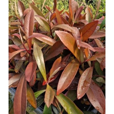 Kanooka Water Gum 1 Plants Tristaniopsis Laurina Swamp Myrtle Trees