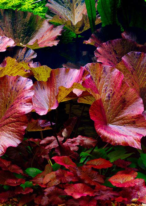 Tiger Lotus Aquarium Plant Red Tiger Lotus Nymphaea Zenkeri） For