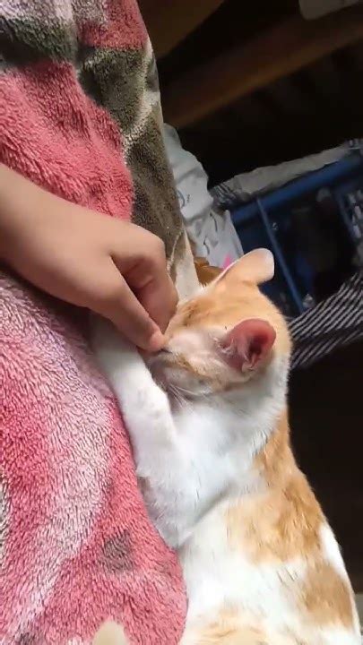 Cute Cat12345 Youtube