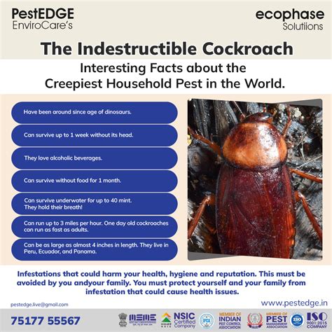 The Indestructible Cockroach Pestedge Envirocares