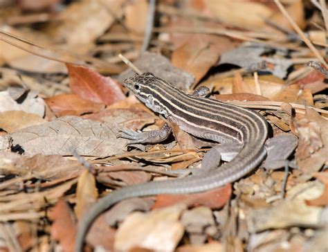 Parthenogenesis Whiptail Lizard