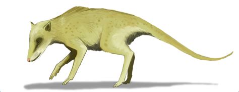 Whales Designed Or Evolved Part 1—the Fossils ·