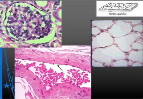 Histology Practical 1 Flashcards Quizlet