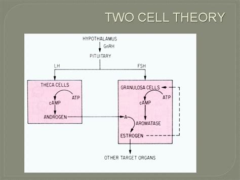 Physiology Of The Menstrual Cycle Dr Malith Kumarasinghe