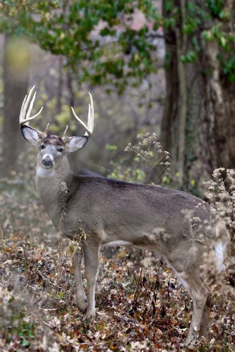 Ohio Deer Hunting Gun Season Opens Amid Disease Outbreak Bag Limits