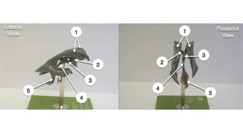 Ventricles Diagram Quizlet