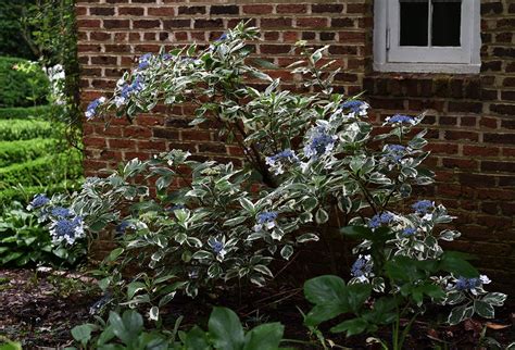 Lacecap Hydrangea With Variegated Leaves At Micheal Hayes Blog