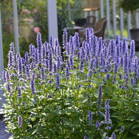 Complete Guide On Agastache Plant For Gardeners And Collectors