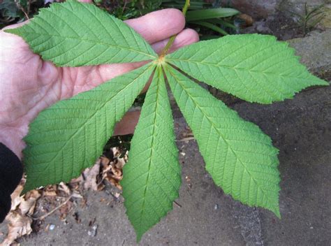 Broadleaf Leaf Key Tree Guide Uk Broadleaf Tree Id By Leaf Shape