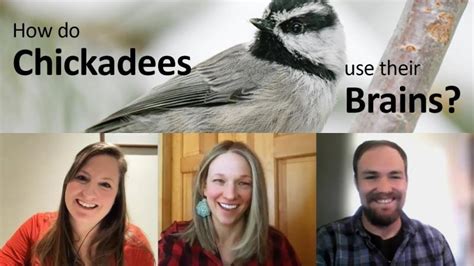 Pat Cappelli On Linkedin How Chickadees Use Their Brains To Hide Seeds And Survive Harsh Winters