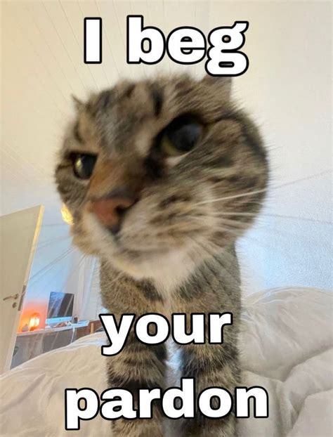 Cute Funny Cat Memes Artofit