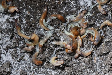Does Salt Kill Slugs 8 Ways To Get Rid Of Slugs In Your Garden Hasnpx