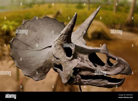 Triceratops Is A Ceratopsid Chasmosaurine Herbivorous Dinosaur That