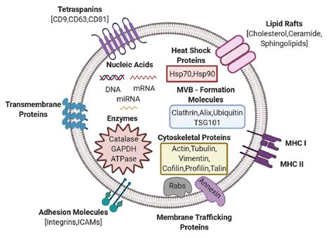 The Composition Of Exosomes Exosomes Are Made Up Of Three Major