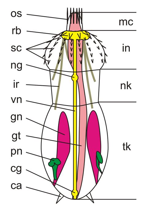 ملفscalidophorasvg المعرفة