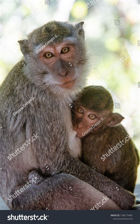 1325 Imágenes De Monkey Mum Imágenes Fotos Y Vectores De Stock