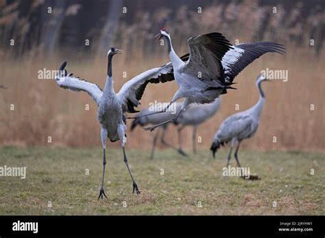 Common Crane Grus Grus Crane Dance Courtship Display Guenzer