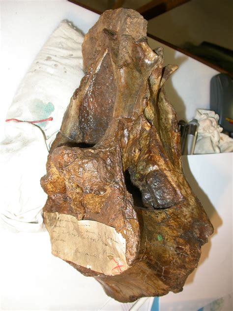 Mike Taylor Supplementary Information On Xenoposeidon