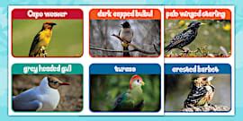 Grade R Birds Powerpoint Discussion South African Birds