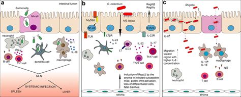 Overview Of Disease Pathogenesis Caused By Salmonella Citrobacter Download Scientific Diagram