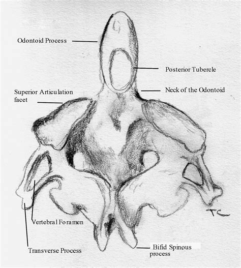 Cervical Spine Injuries Oral And Maxillofacial Surgery Clinics