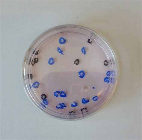 Cloning Mammalian Cells With The Agarose Method