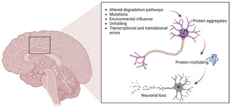 Protein Aggregation Cell At Vincent Quiroz Blog