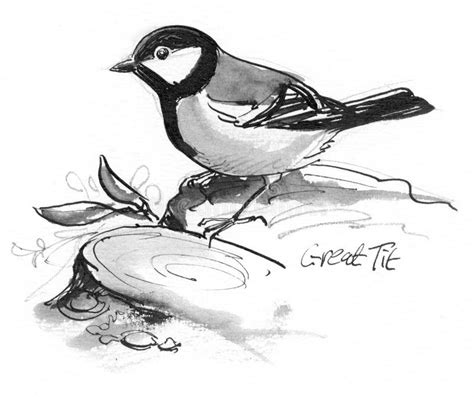 De Illustratie Van De Koolmees Stock Illustratie Illustration Of