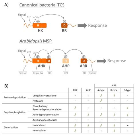 A Diagram Of A Canonical Bacterial Two Component System Tcs And A