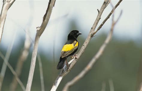 Yellowrumped Widow Euplectes Capensis Western Cape Editorial Stock