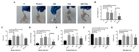Alb Sch B Co Therapy Repairs Sensorimotor Function In A Download Scientific Diagram