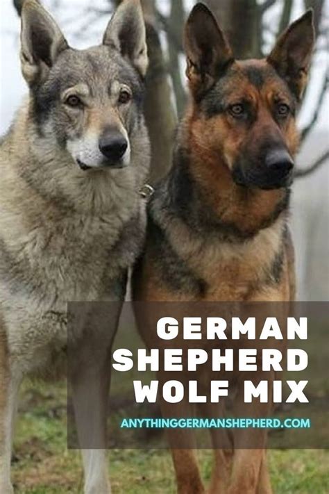 German Shepherd Wolf Mix Half Wolf Half Retail Deals