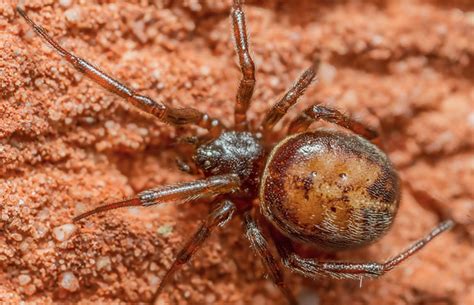 Res False Widow