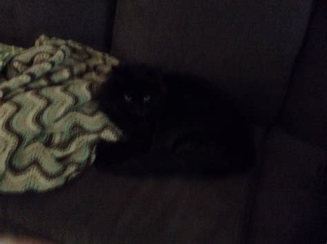 Lazy Sun All Week😼 Cute Beanie Ralph