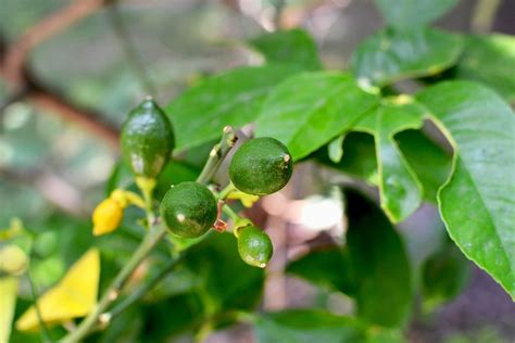 Small Lemons On Tree 1 Free Photo Download Freeimages