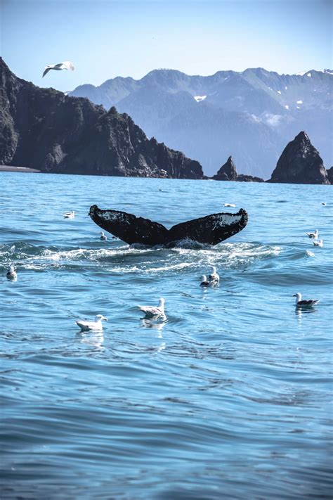 Seward Wildlife Tours Whale Watching Wildlife And Glacier Tours Tours
