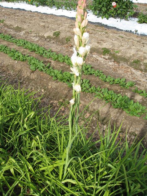 Online Plant Guide Polianthes Tuberosa Tuberose