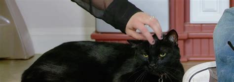Watch My Cat From Hell S06e02 Scared To Laugh Free Tv Shows Tubi