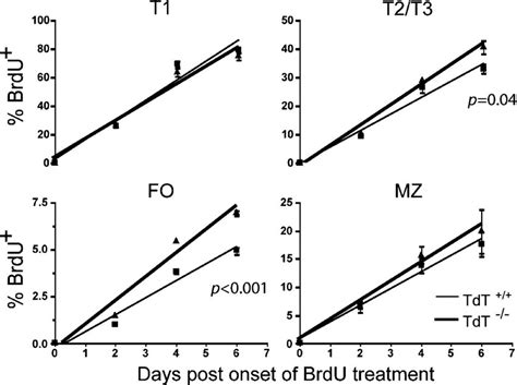 Brdu Labeling Kinetics In Splenic B Cells Of Chimeric Mice Continuous Download Scientific