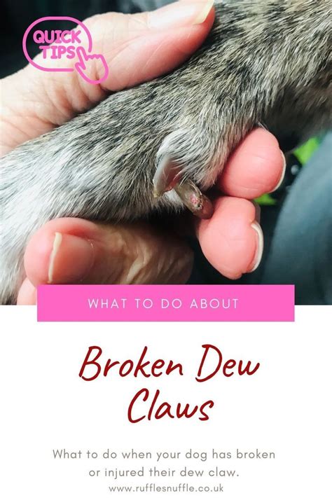 Pin On Dog Owner Advice Tips And Information