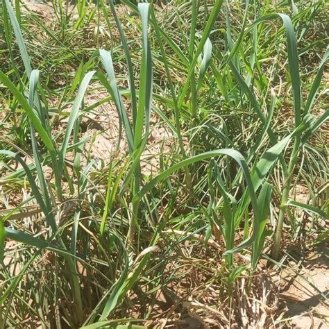 خرید و قیمت والک یا سیر کوهی سیرموک محصول کرایه در مقصد ترب